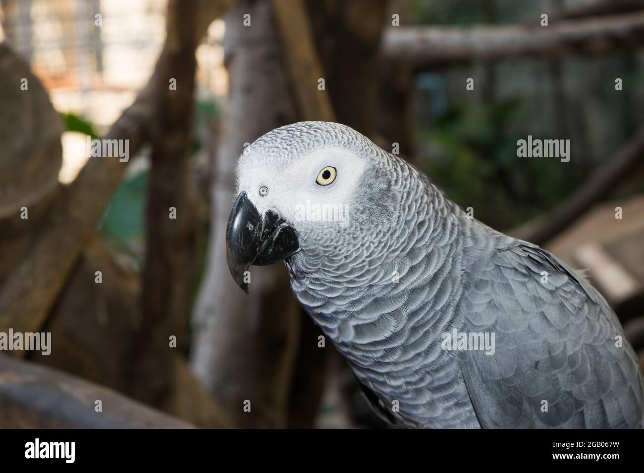 Grey parrot as s the Congo grey parrot, Congo African grey parrot, is ...