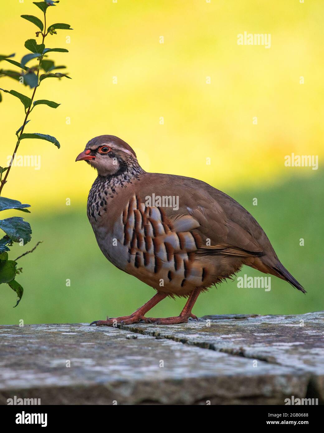British partridge hi-res stock photography and images - Alamy