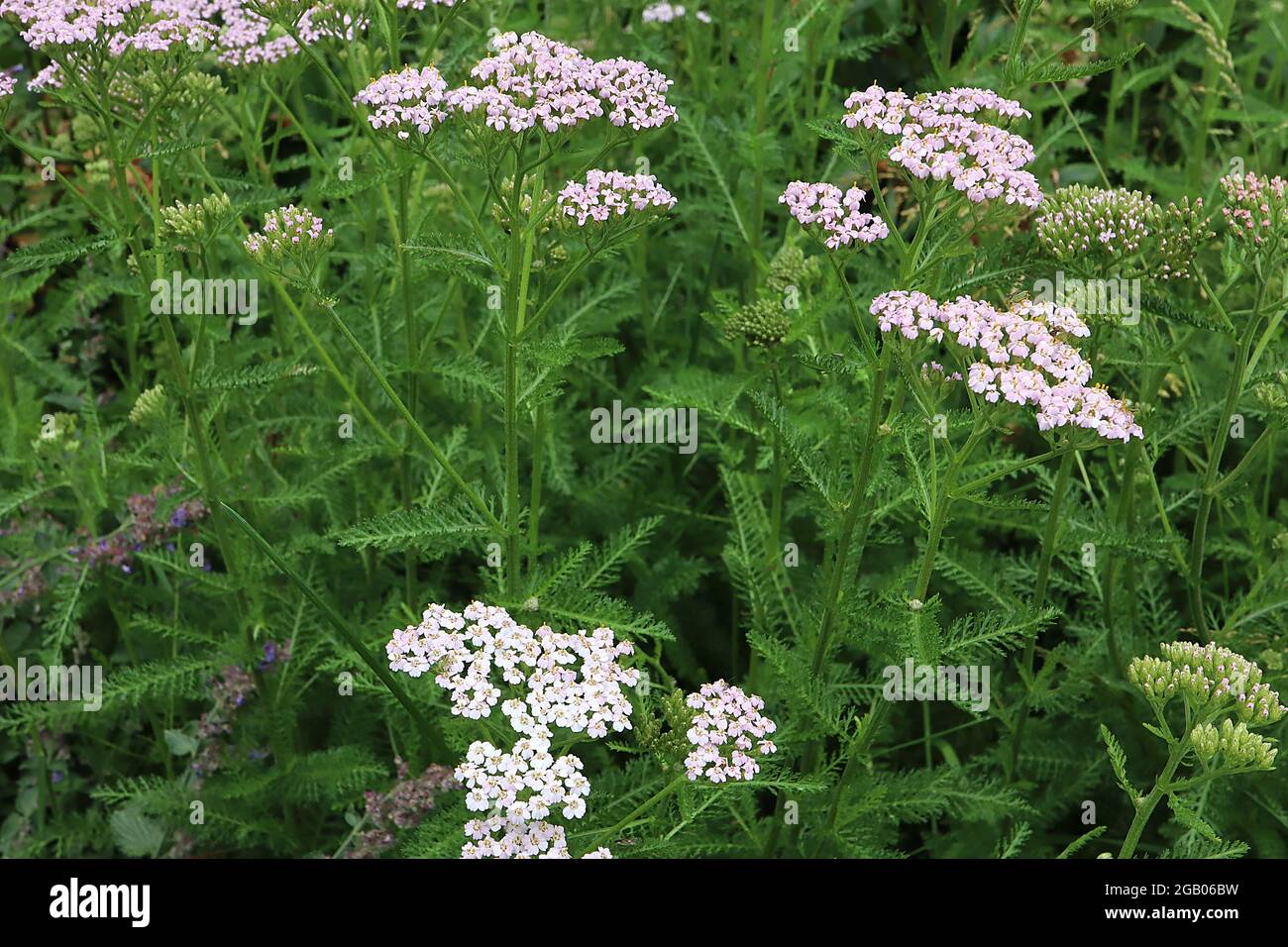 Achillea millefolium ‘Summer Pastels’ yarrow Summer Pastels – dense ...
