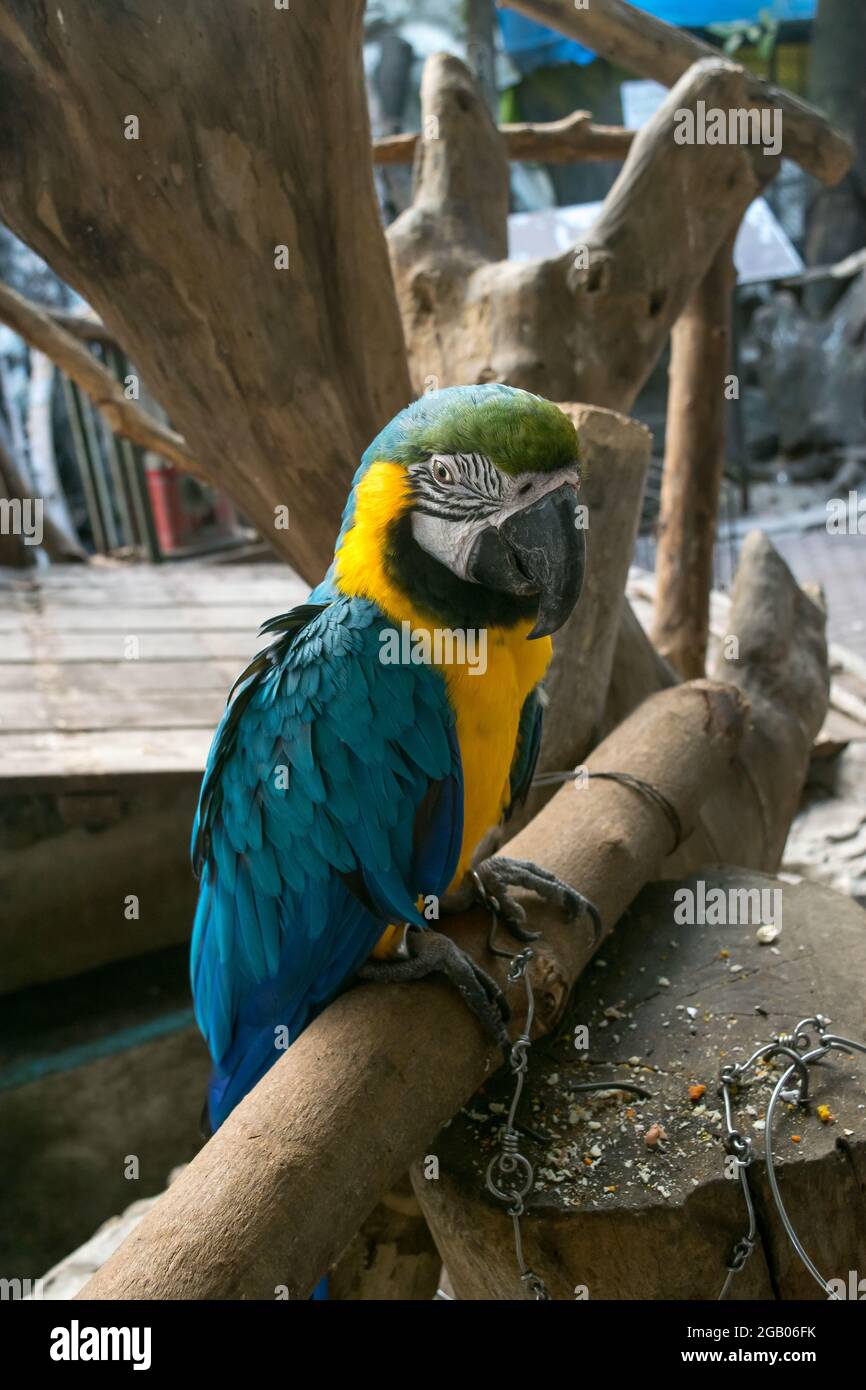 The colorful macaw parrot with feathers, the macaw bird close up in ...