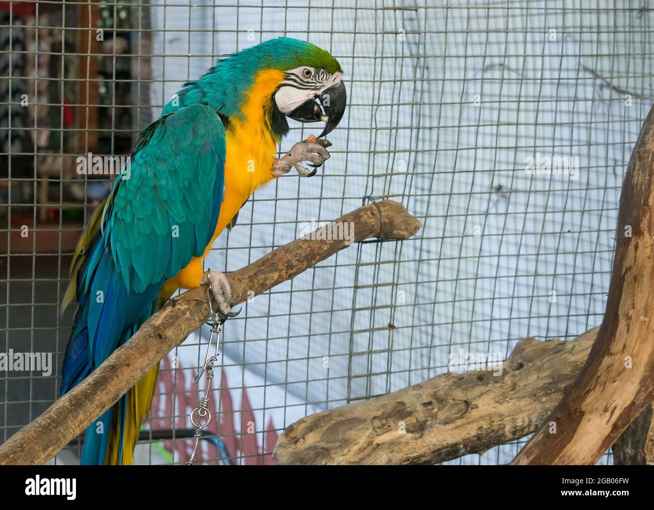 The colorful macaw parrot with feathers, the macaw bird close up in ...