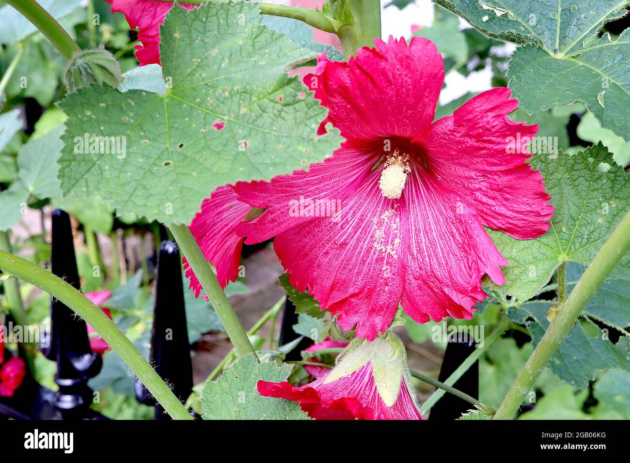 Alcea rosea ‘King Henry VIII Rose’ hollyhock King Henry VIII Rose ...