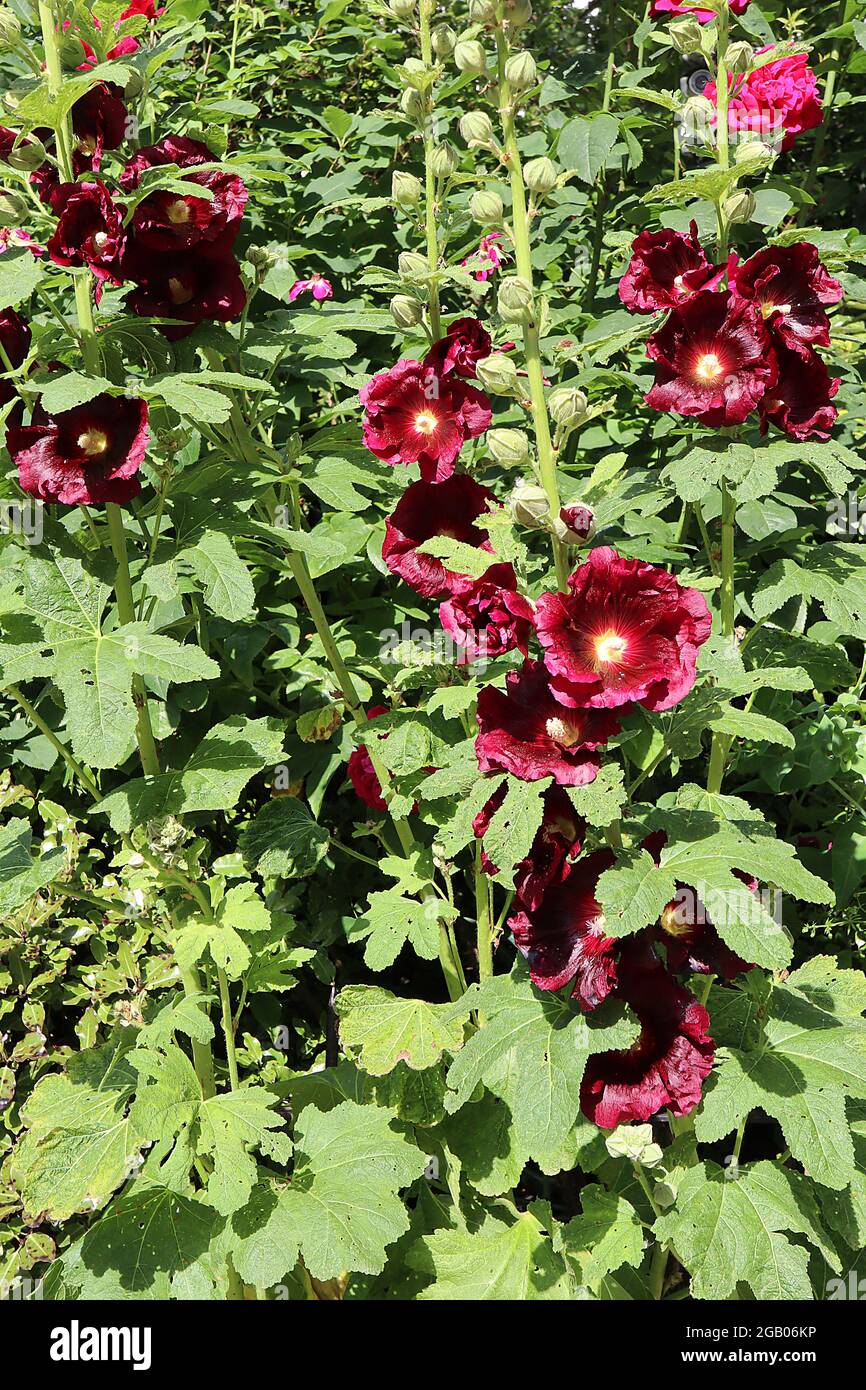 Althaea rosea creme de cassis hi-res stock photography and images - Alamy