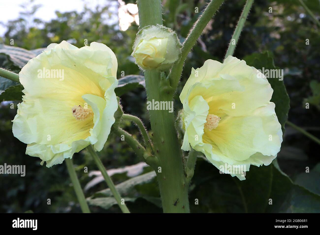 Alcea rosea subsp ficifolia lemon yellow hi-res stock photography and ...