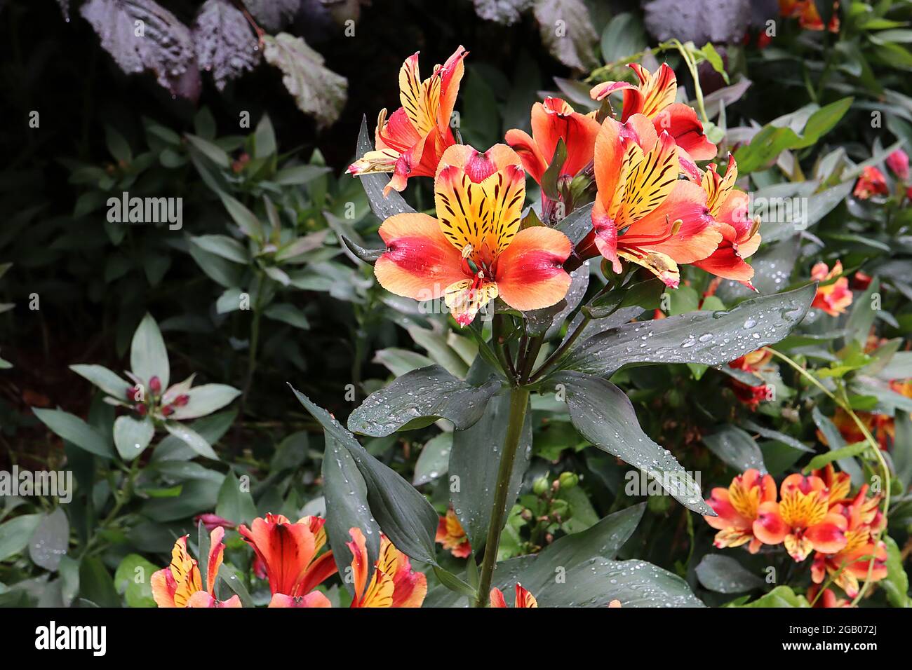 Alstroemeria ‘Indian Summer’ Peruvian lily Indian Summer – orange ...