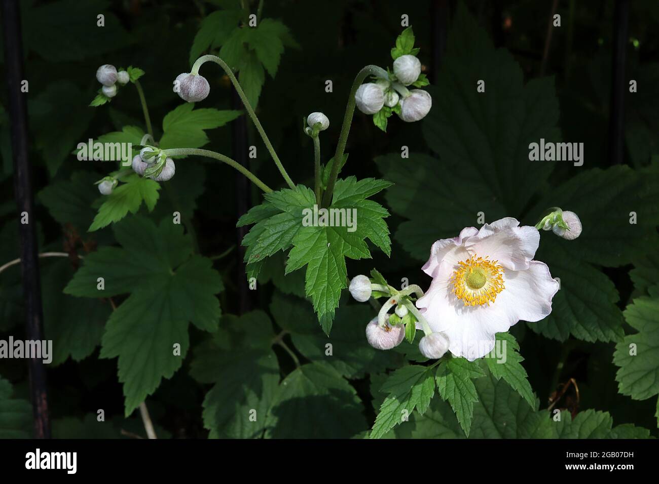Anemone x hybrida ‘Honorine Jobert’ Japanese anemone Honorine Jobert ...