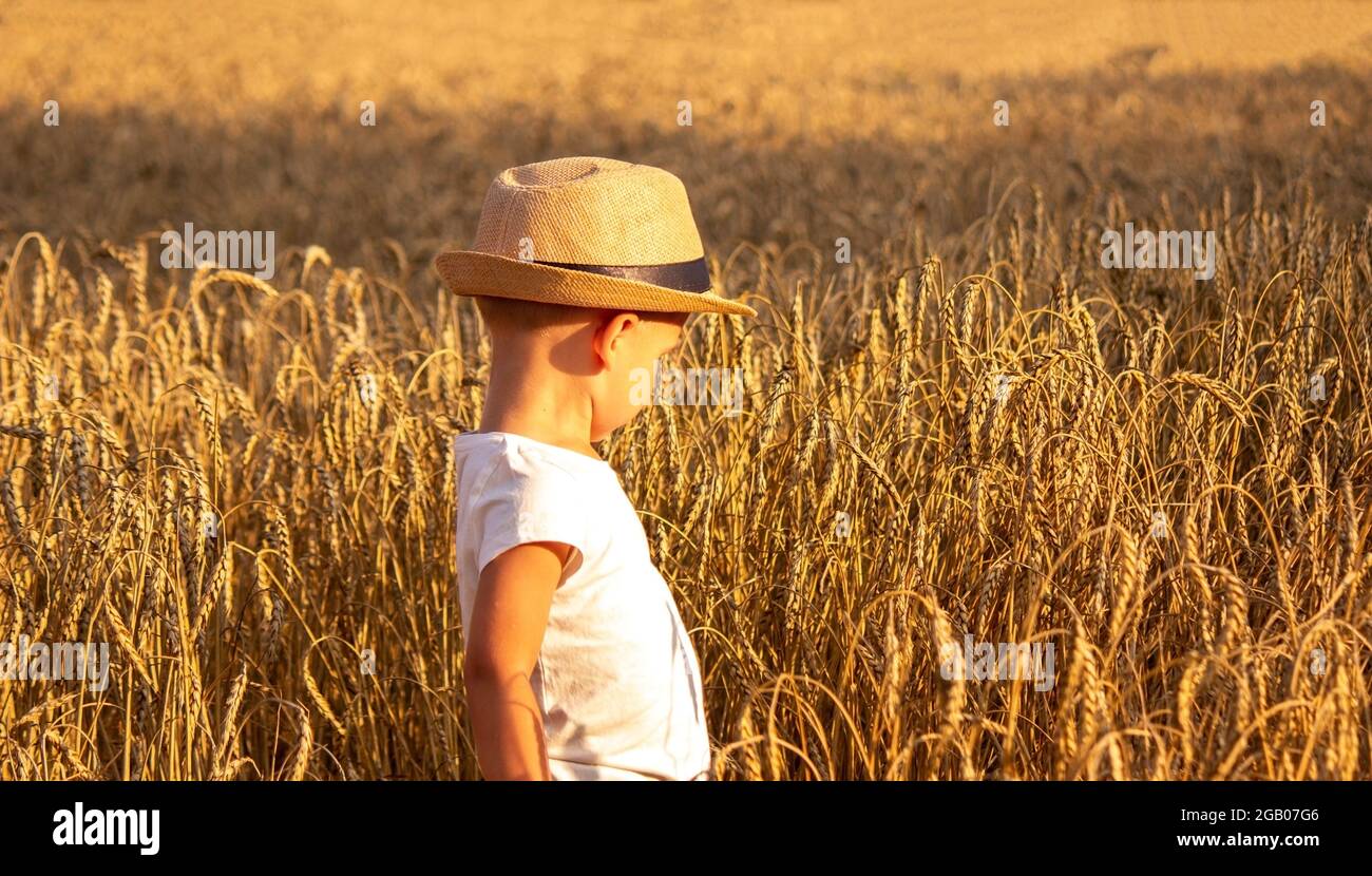 Child in a wheat field hugging a grain harvest. Farm. Nature, Selective ...