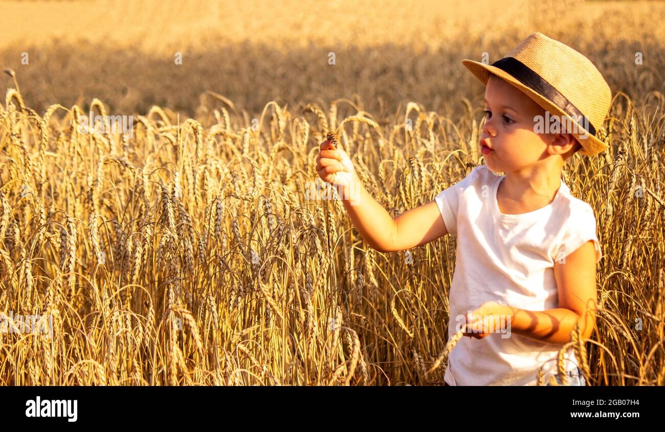 Child in a wheat field hugging a grain harvest. Farm. Nature, Selective ...