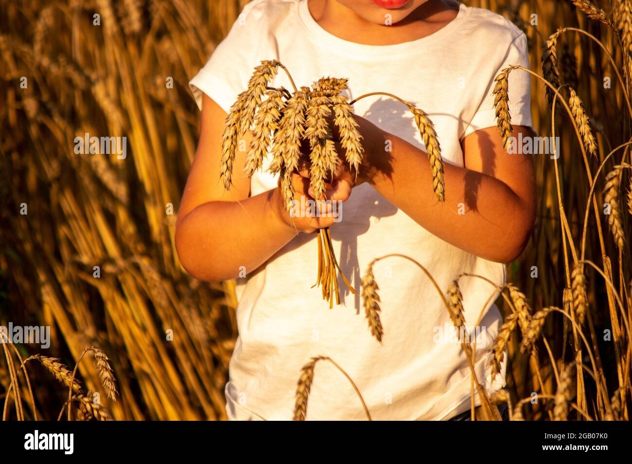 Child in a wheat field hugging a grain harvest. Farm. Nature, Selective ...