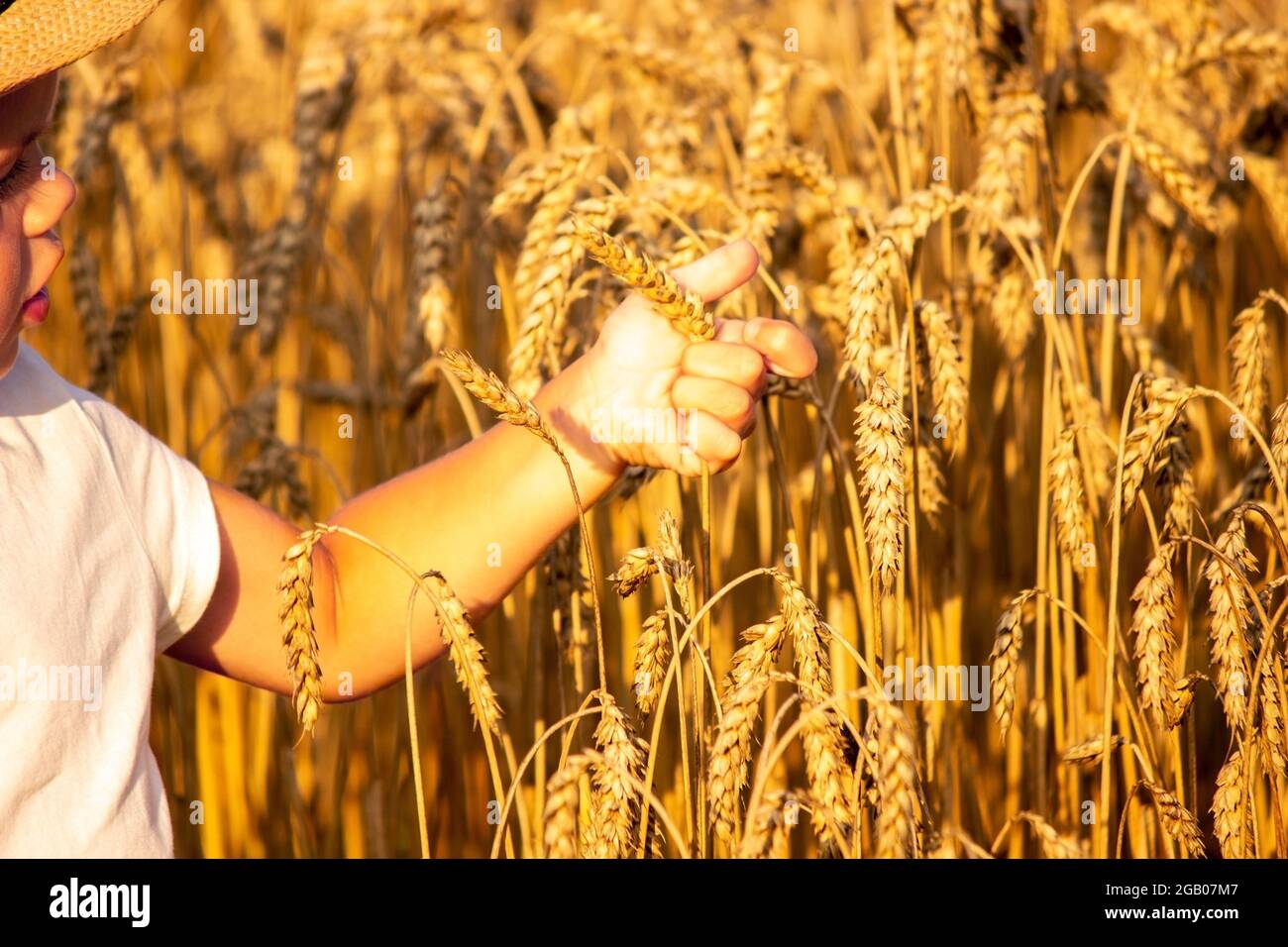 Child in a wheat field hugging a grain harvest. Farm. Nature, Selective ...