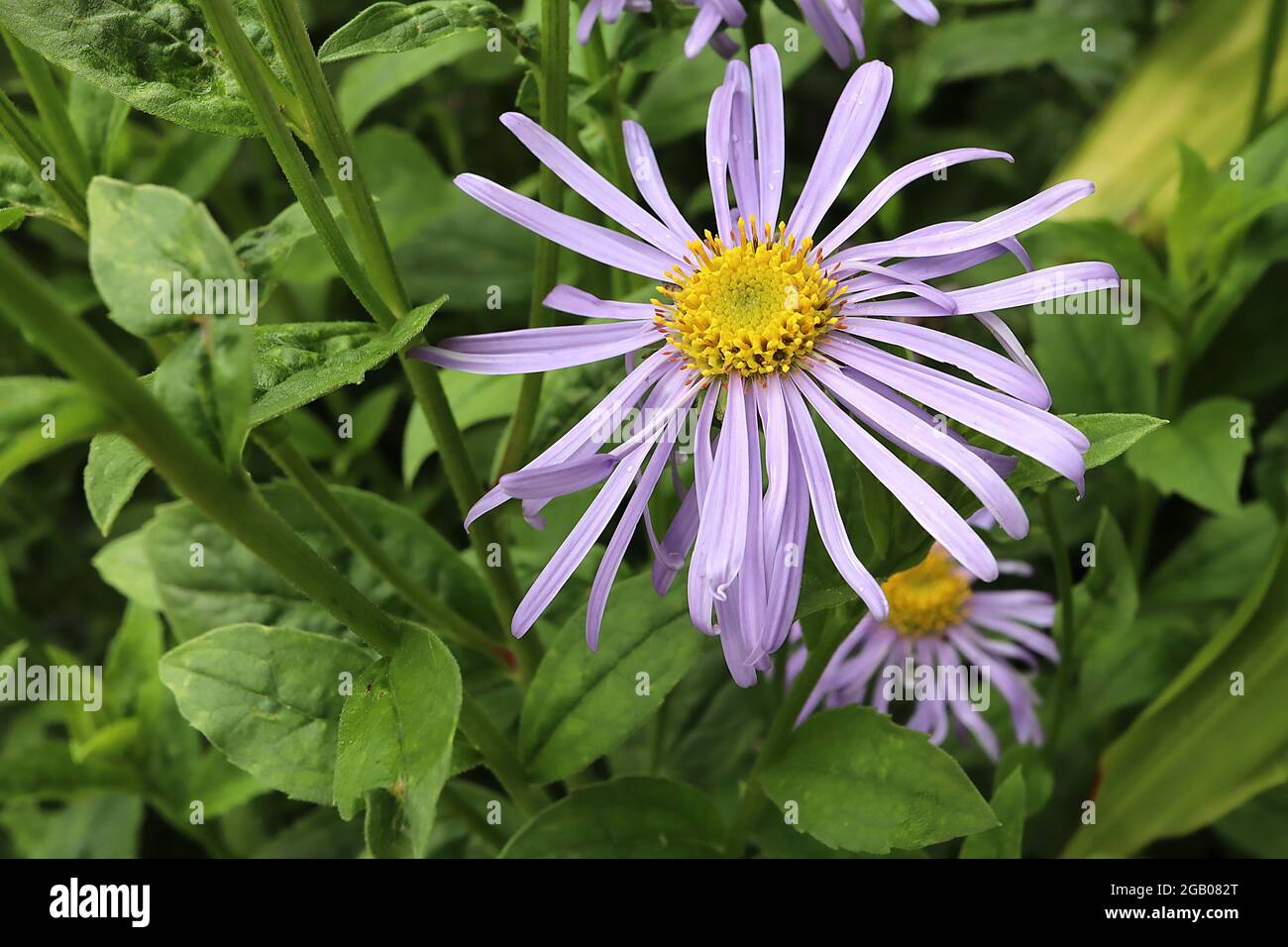 Aster frikartii ‘Monch’ Monch daisy – lavender blue flowers with long ...