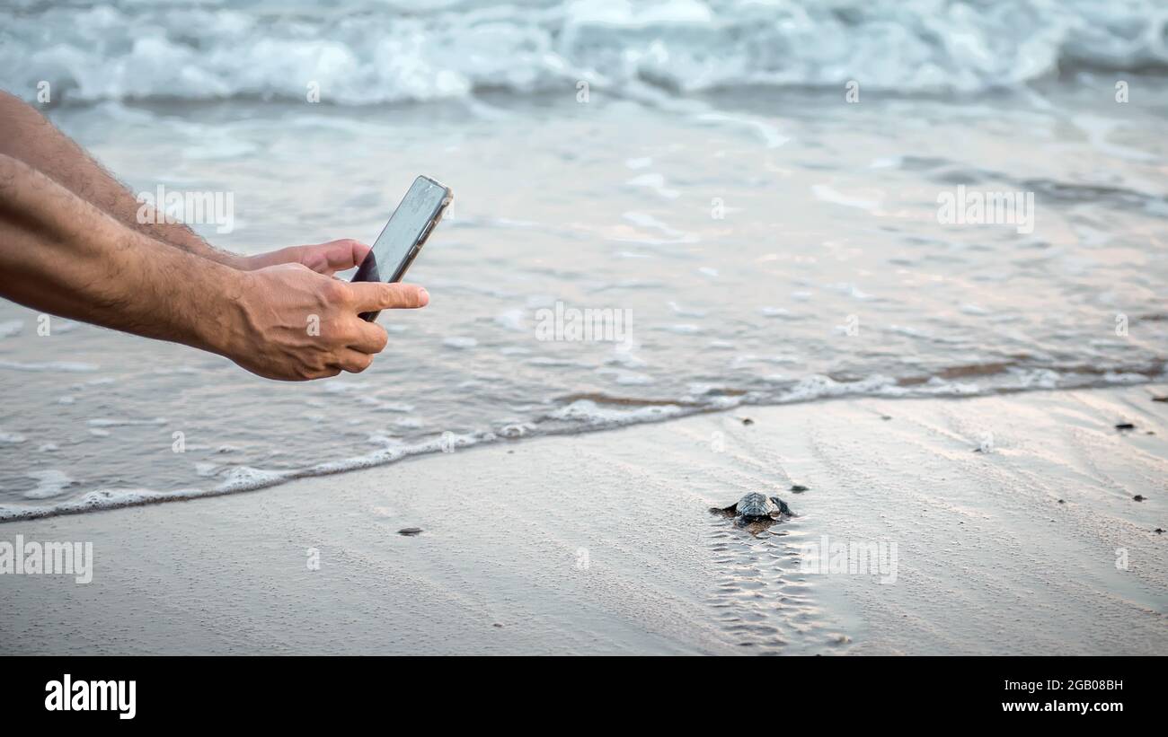 Human hands with a smartphone making photo of wild sea turtle hatchling ...