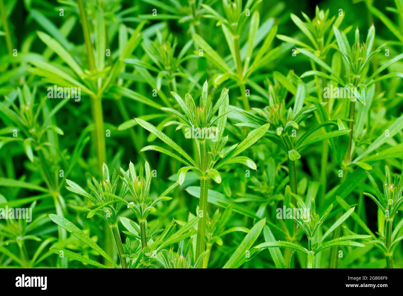Cleavers (galium aparine), also known as Goosegrass or Sticky Willie ...