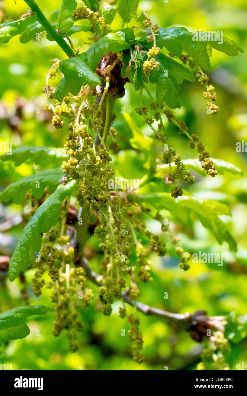 Durmast oak hi-res stock photography and images - Alamy