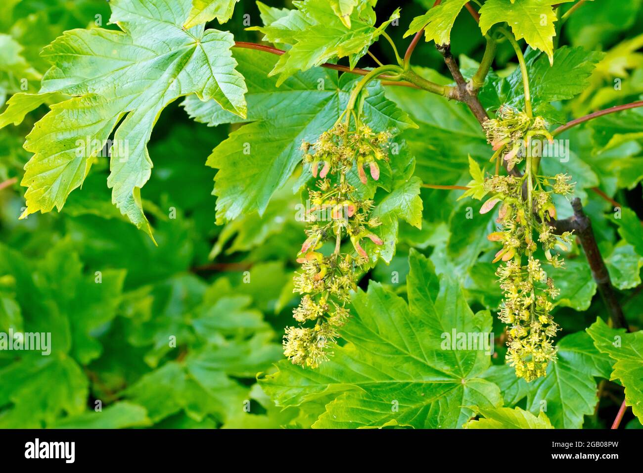 Sycamore tree seeds hi-res stock photography and images - Alamy