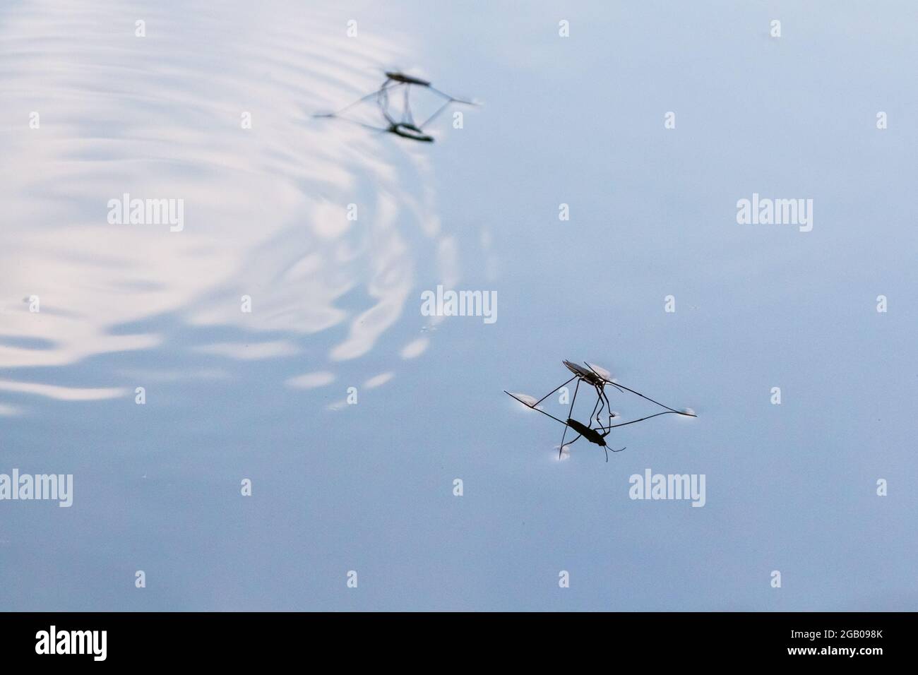 Common pond skater or common water strider (Gerris lacustris) on water ...