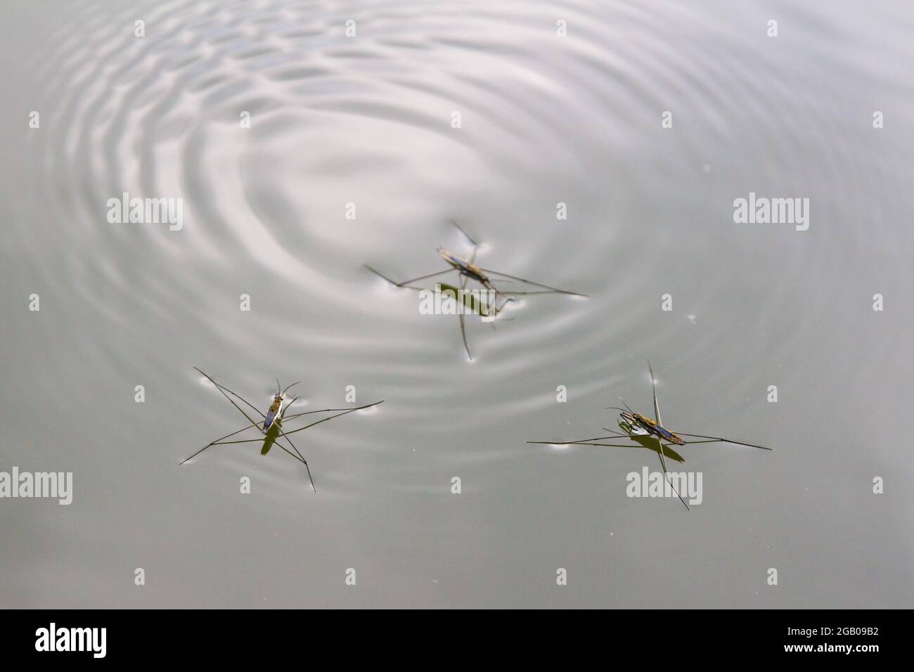 Common pond skater or common water strider (Gerris lacustris) on water ...