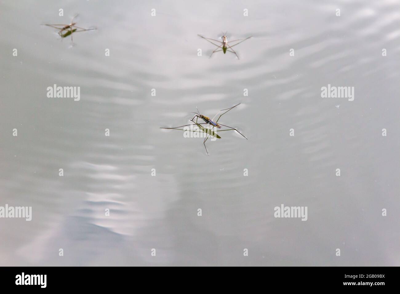Water Strider Life Cycle