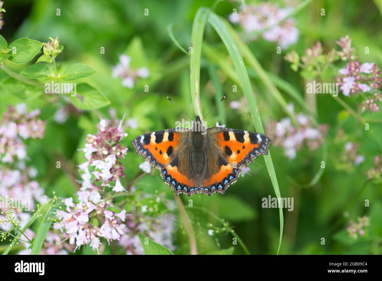 Petite butterfly hi-res stock photography and images - Alamy