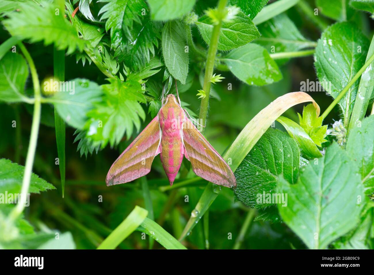 Elephant hawkmoth deilephila elpenor hi-res stock photography and ...