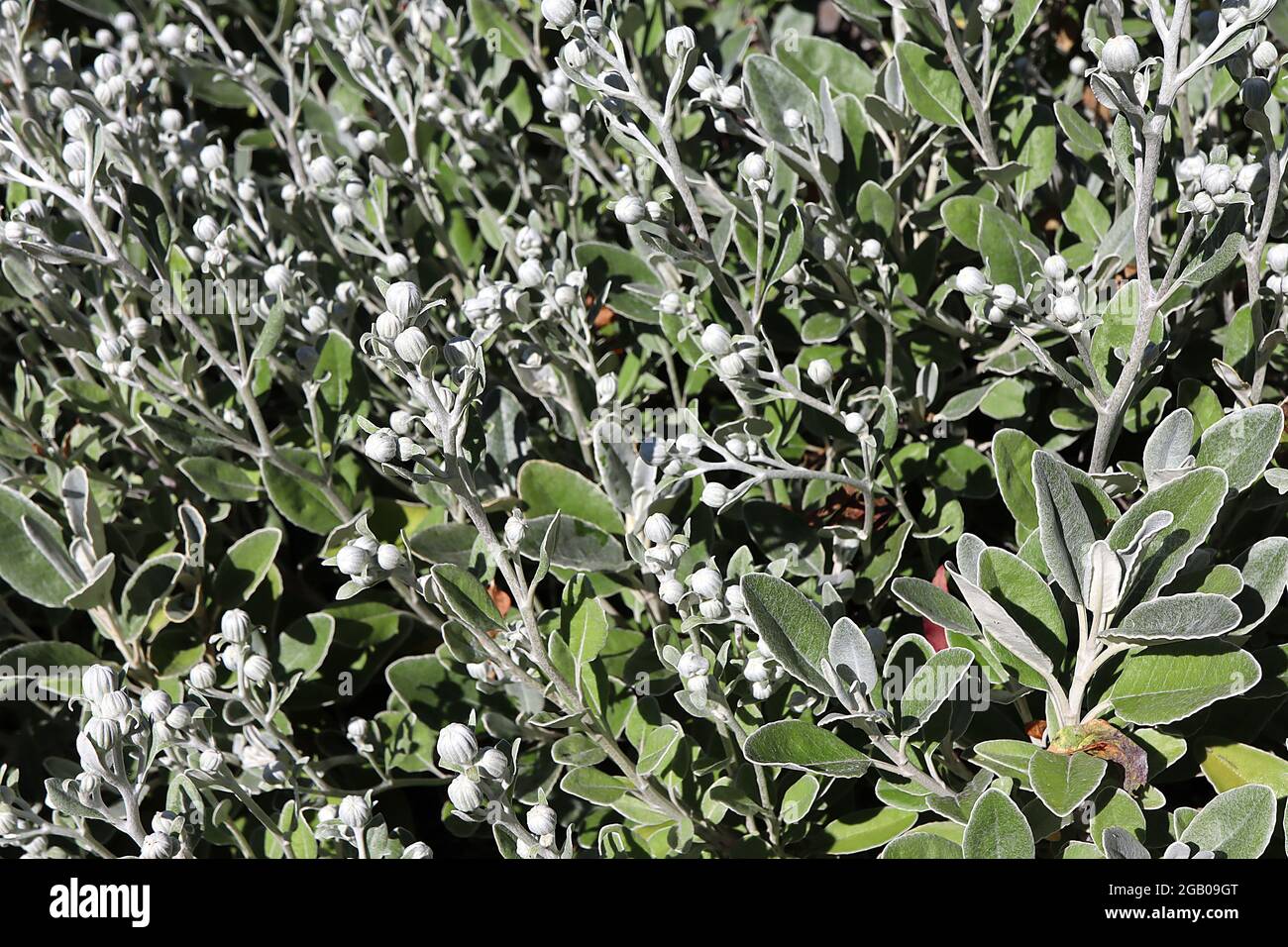 Brachyglottis hi-res stock photography and images - Alamy