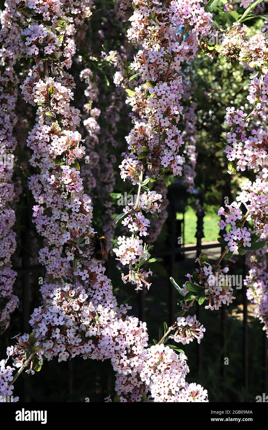Fountain butterfly bush buddleja alternifolia hi-res stock photography ...