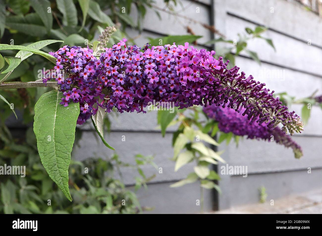 Buddleja x miss violet hi-res stock photography and images - Alamy