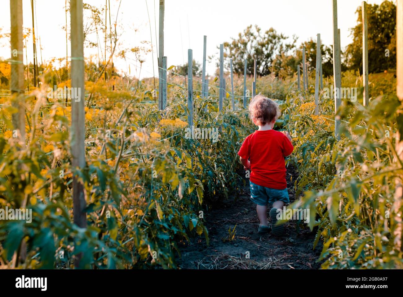 Little boy in cabbage in summer evening lights Stock Photo - Alamy