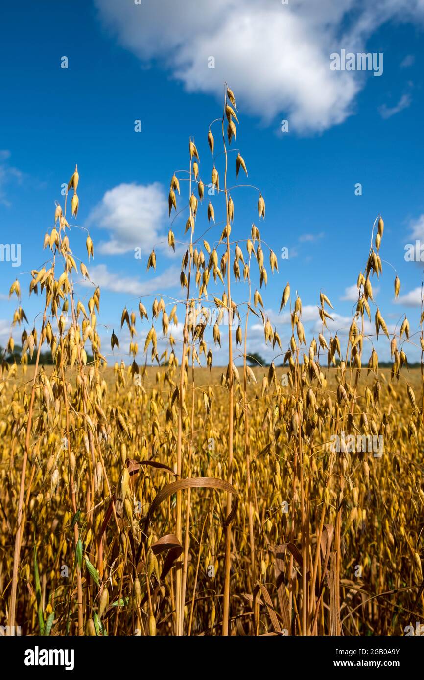 A field of oats growing in Suffolk, UK Stock Photo - Alamy