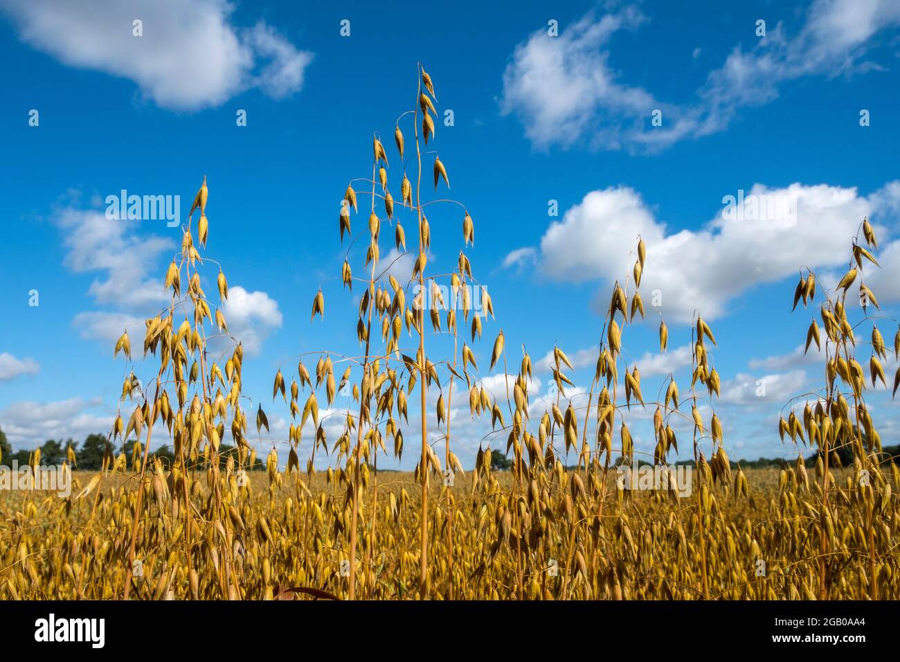 Growing oats hi-res stock photography and images - Alamy