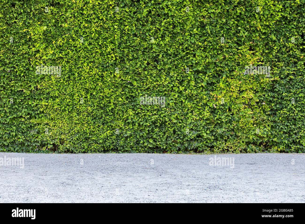 Gravel path against green wall Stock Photo - Alamy