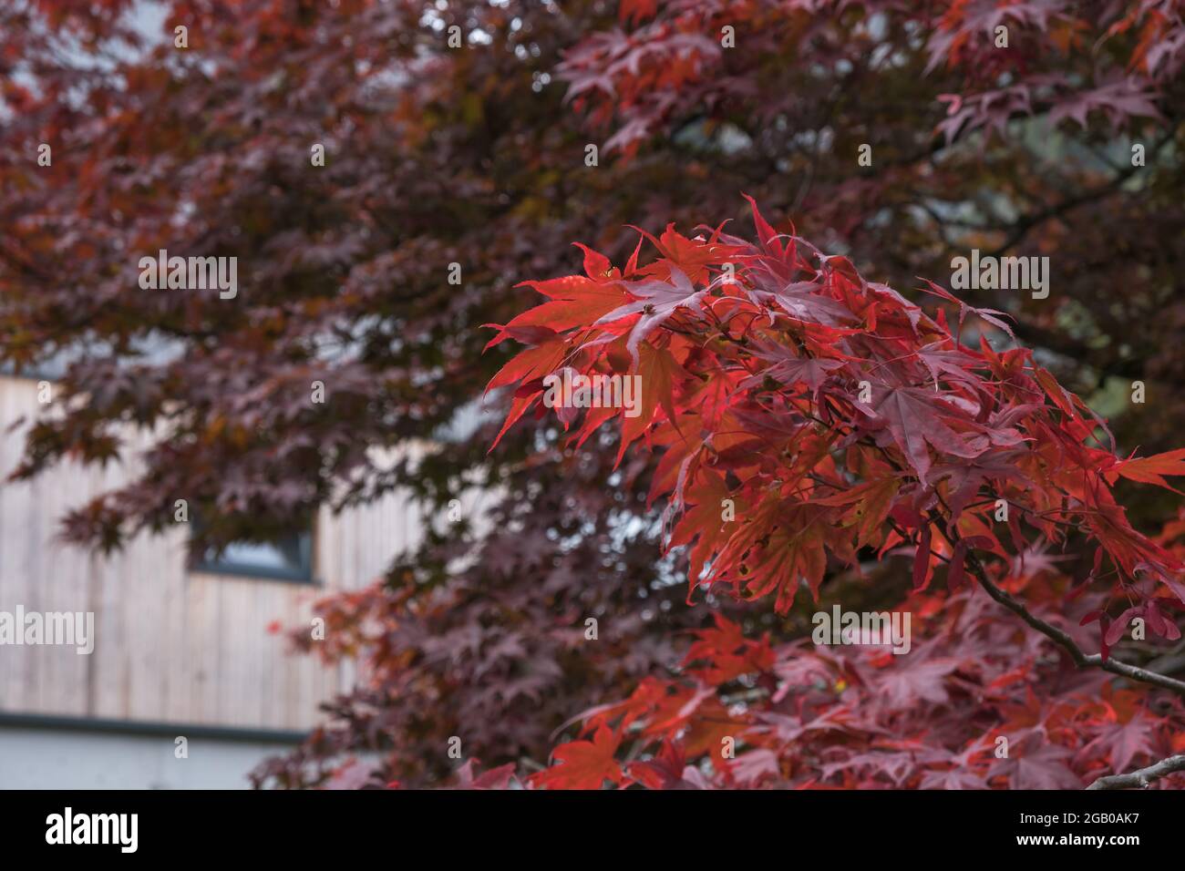 Wonderful texture maple tree hi-res stock photography and images - Alamy