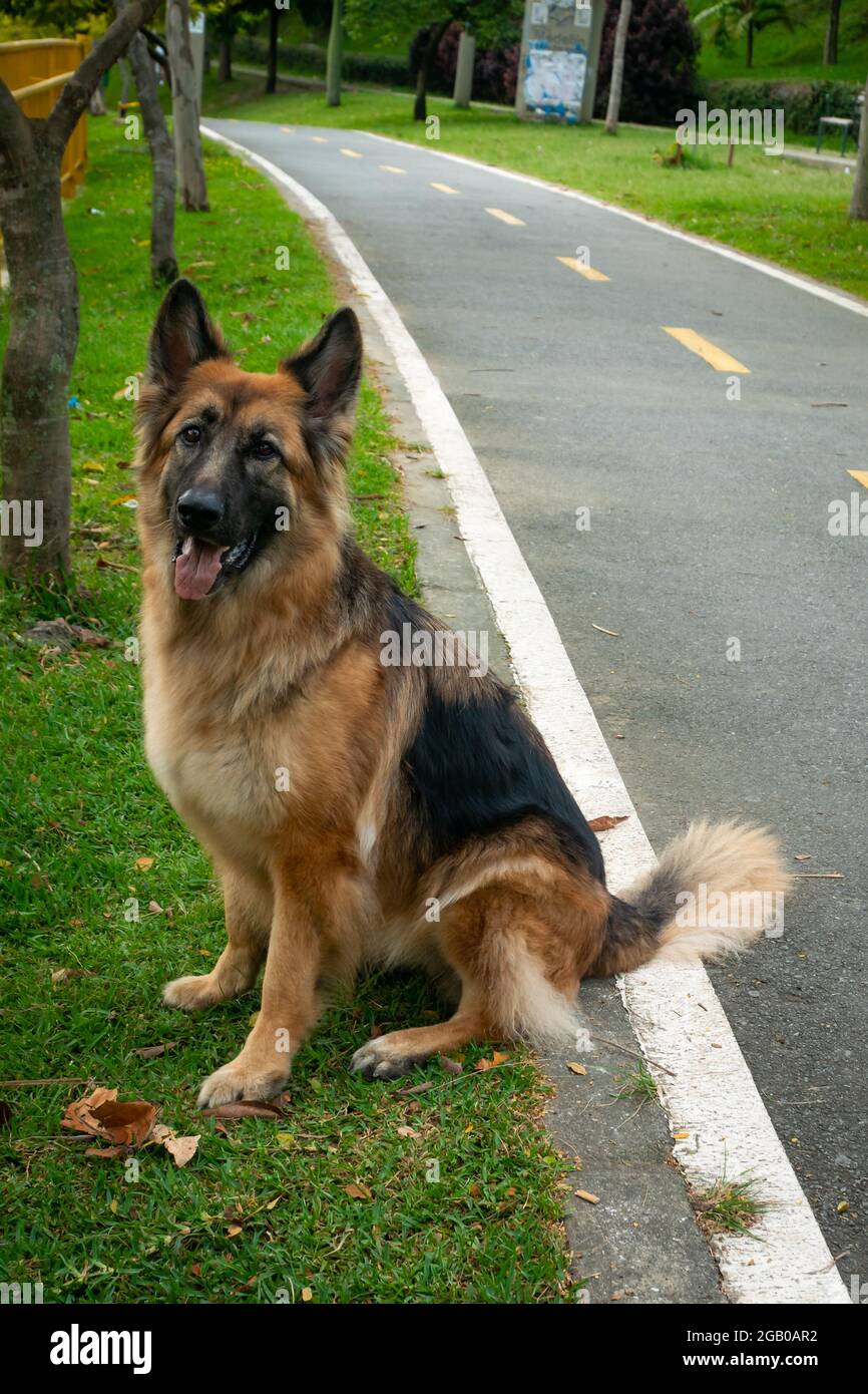 The German Shepherd is Sitting on the Grass in the Public Park in ...