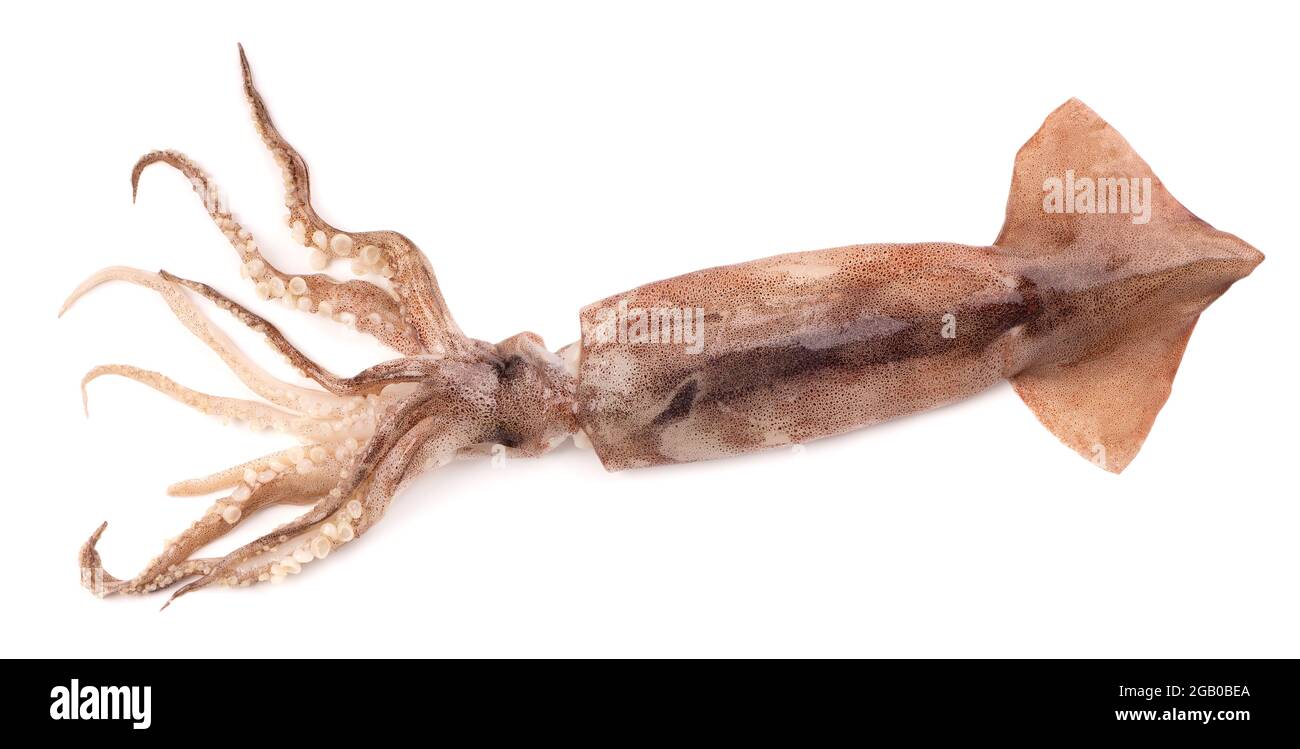 Raw fresh squid isolated on white background. Fresh shellfish, squid ...