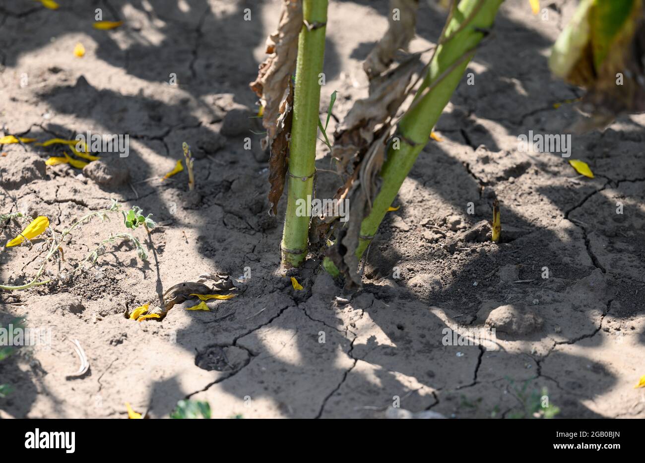 stems of the sunflower grow in a row, the leaves have withered and ...