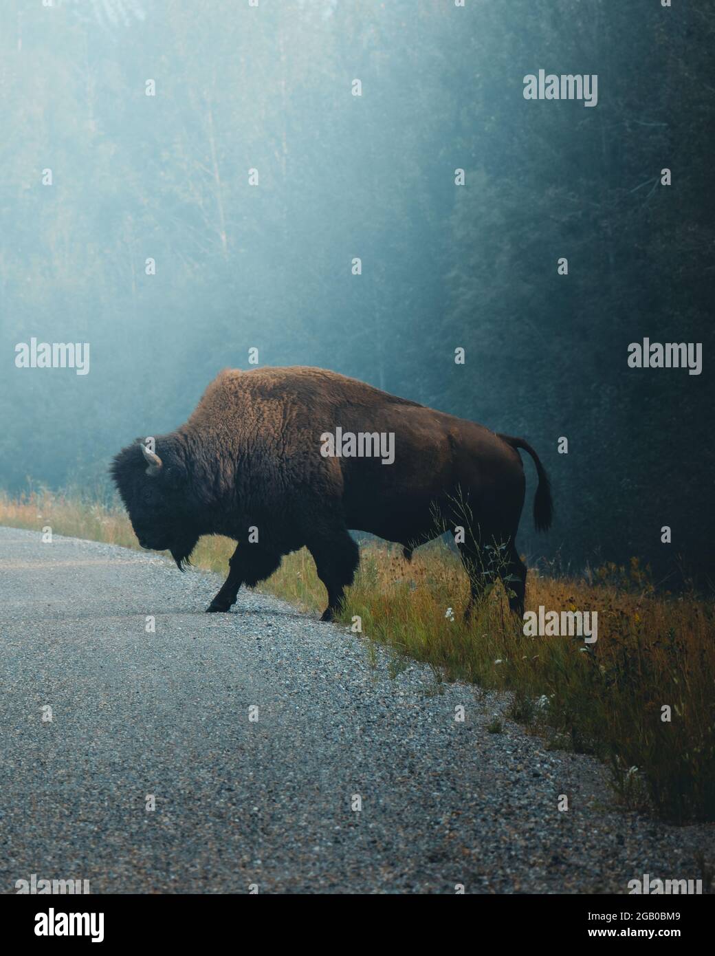 The American bison crossing a road. Wildlife of North America Stock ...