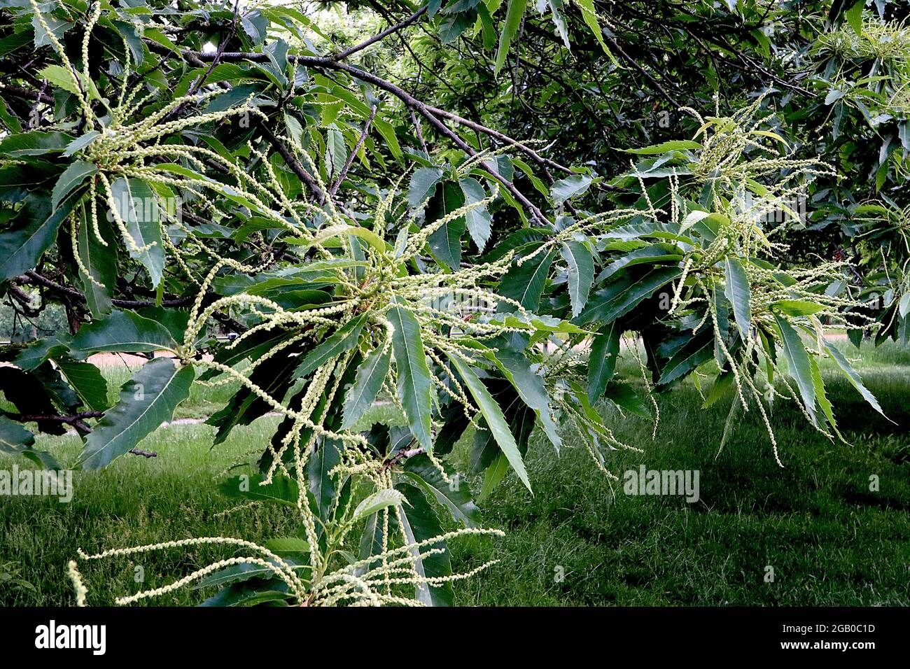 Yellow chestnut leaves hi-res stock photography and images - Alamy