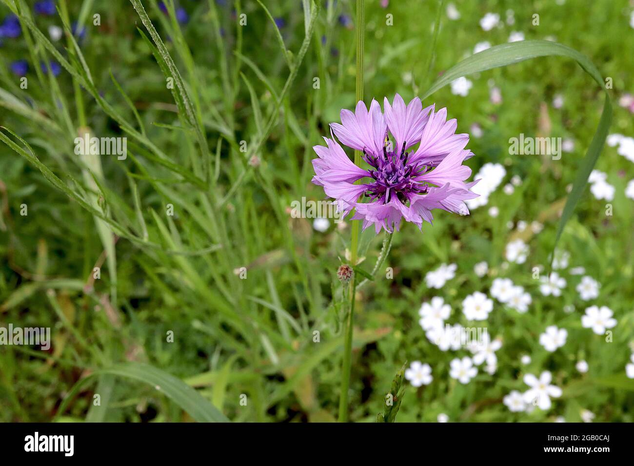 Centaurea cyanus pink cornflower – flower head ring of lavender pink ...