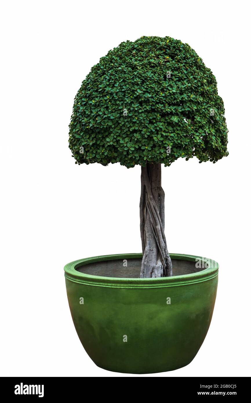 Ornamental trimming tree on the green plant pot on the white background ...