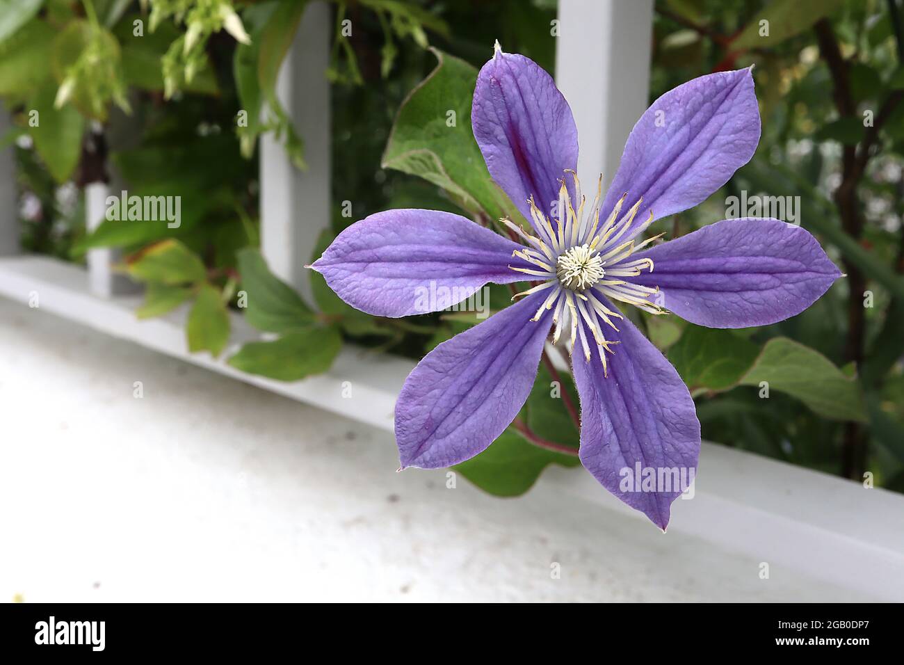 Clematis ‘Arabella’ Violet purple clematis with dark violet veins and ...