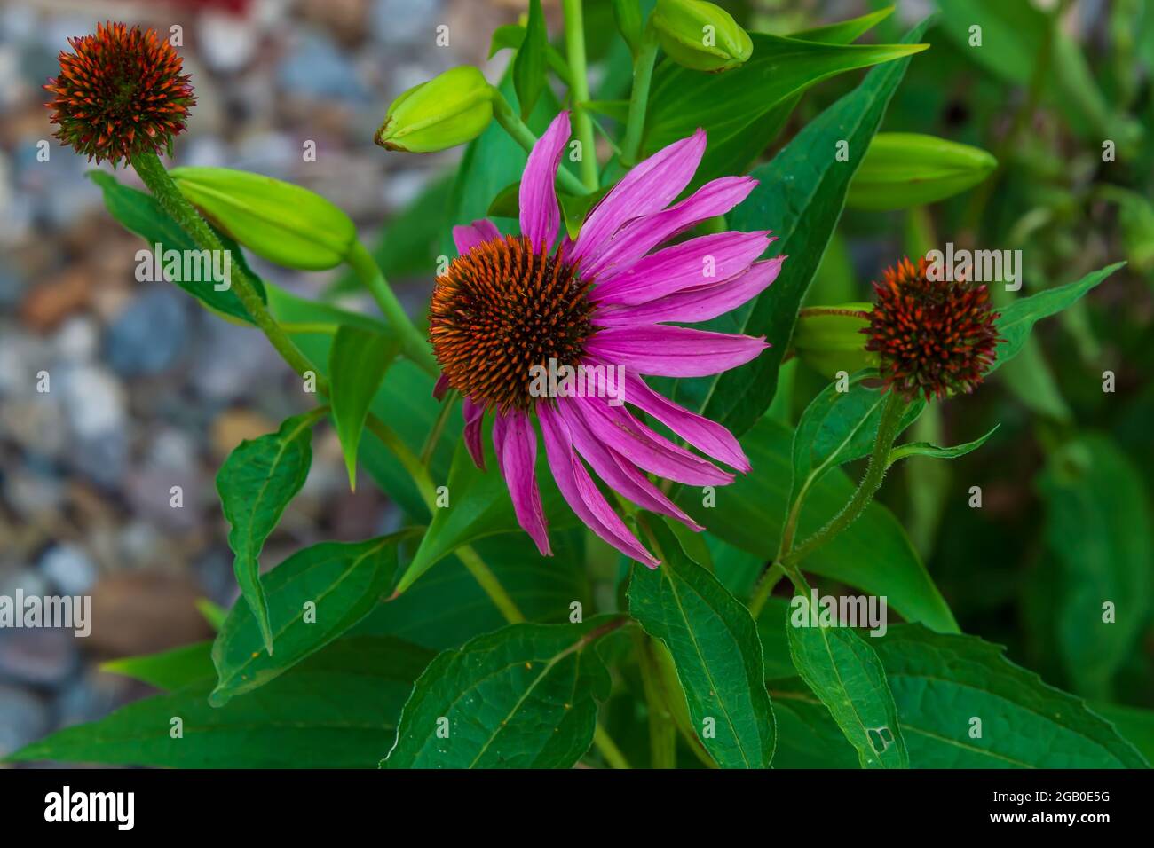 A summer cone flower blooms in an Iowa garden Stock Photo - Alamy