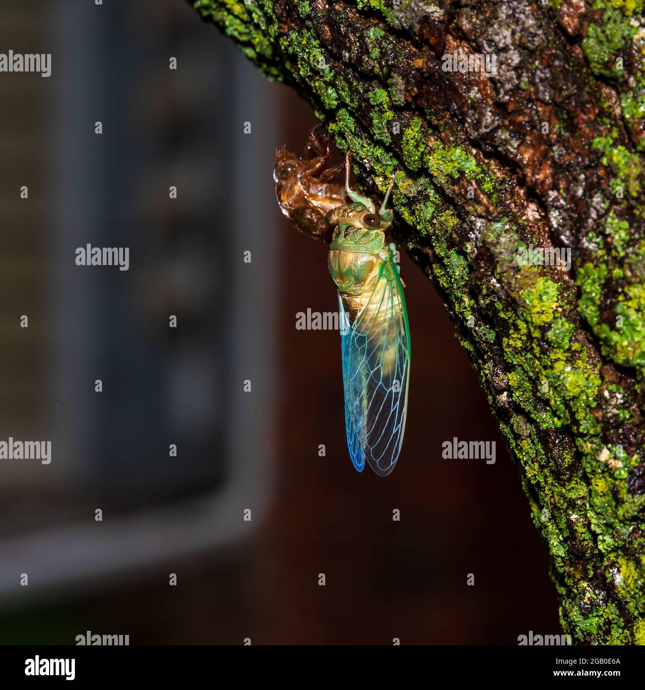 Cicada nymph hi-res stock photography and images - Alamy