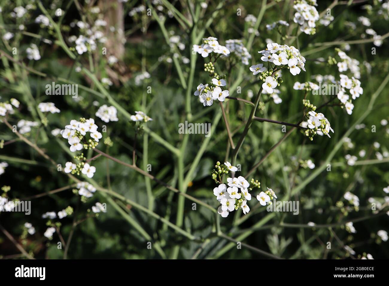 Crambe cordifolia hi-res stock photography and images - Alamy