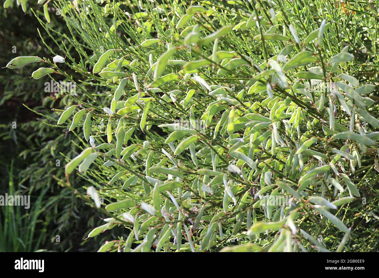 Cytisus scoparius Scotch broom – mass of fresh green pea-like seed pods ...