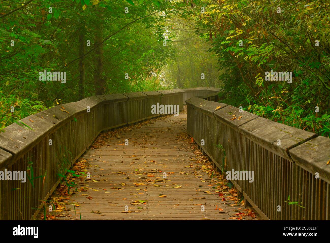 a picture of an Pacific Northwest forest path Stock Photo - Alamy