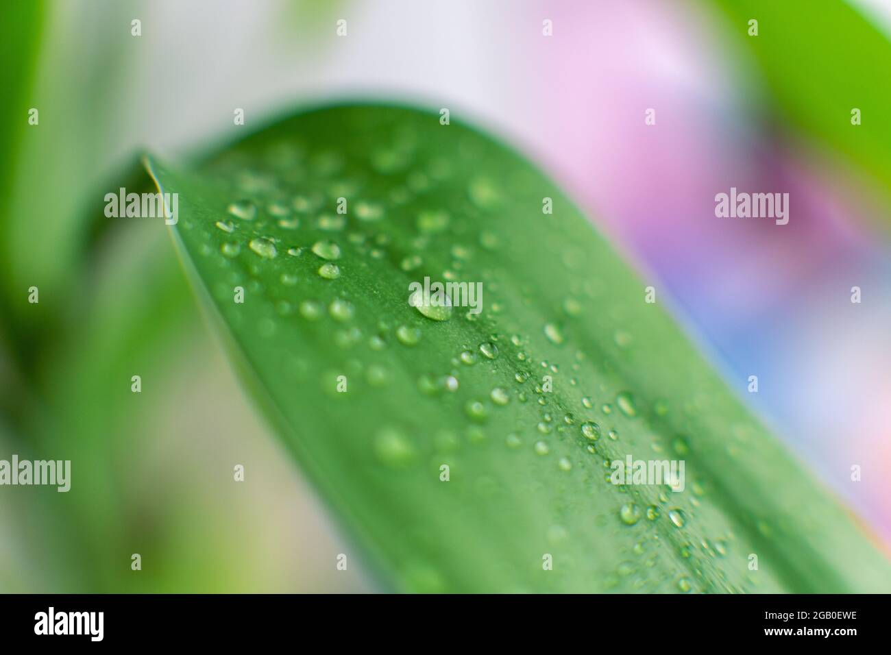Green leaf with rain drops nature green leaf Stock Photo - Alamy