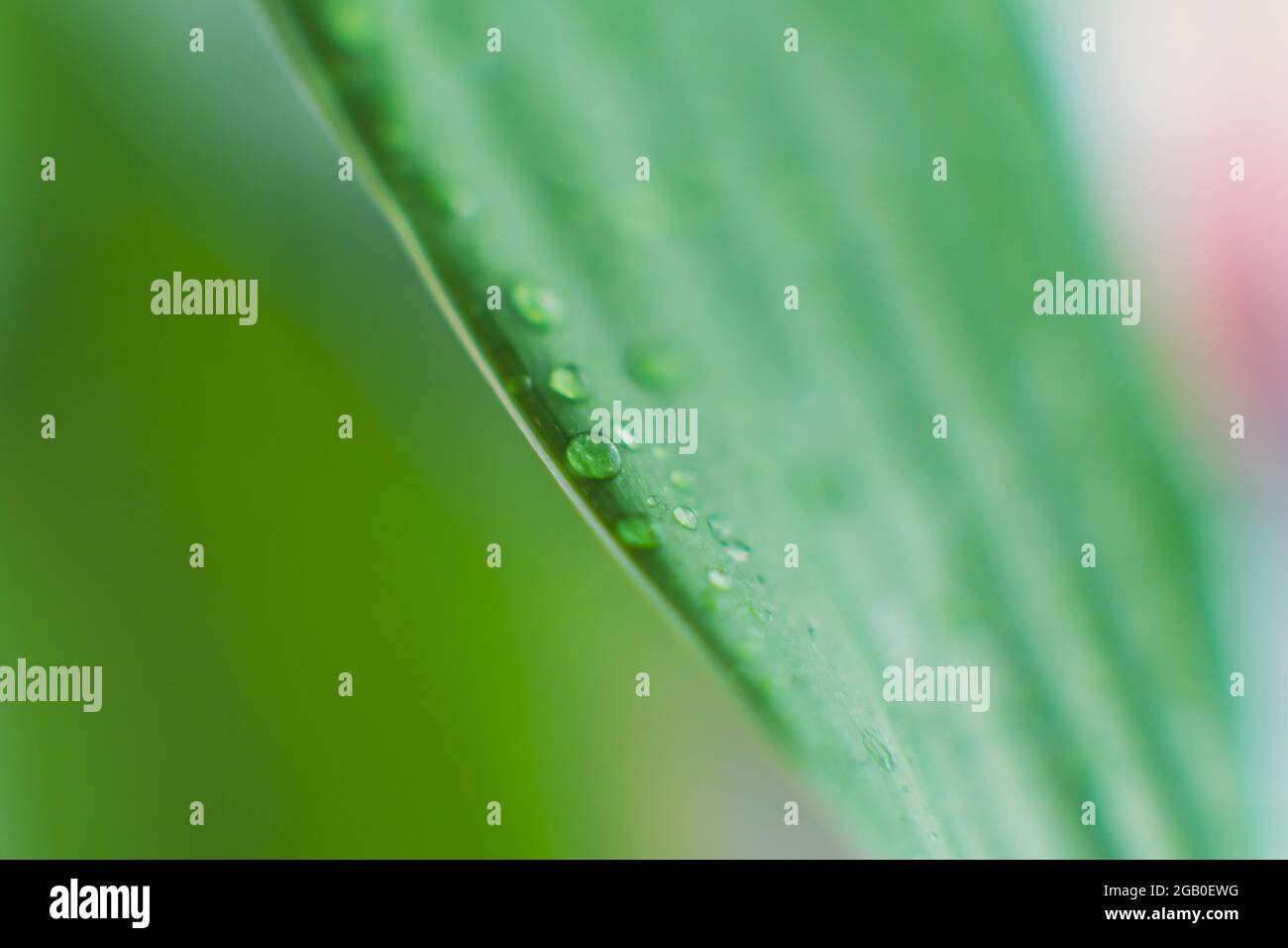 Green leaf with rain drops nature green leaf Stock Photo - Alamy