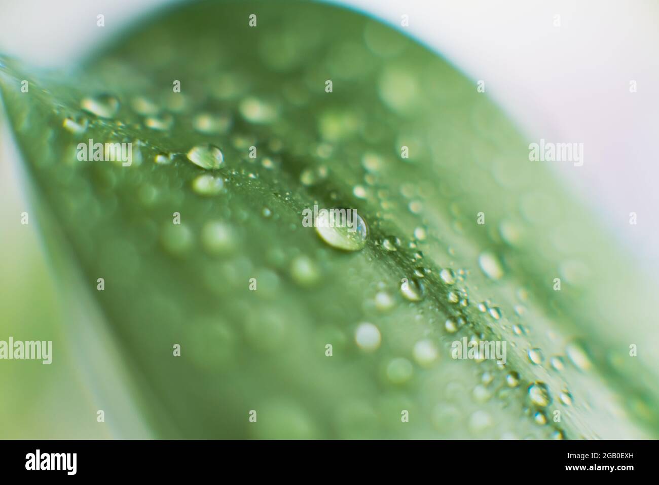 Green leaf with rain drops nature green leaf Stock Photo - Alamy