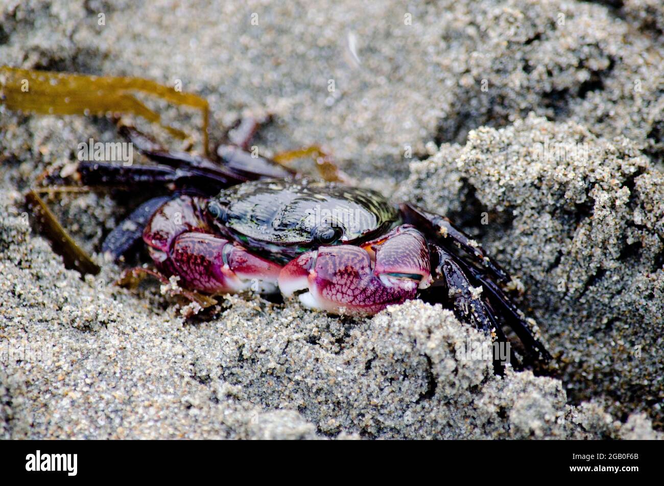 Dillon Beach, CA Stock Photo - Alamy