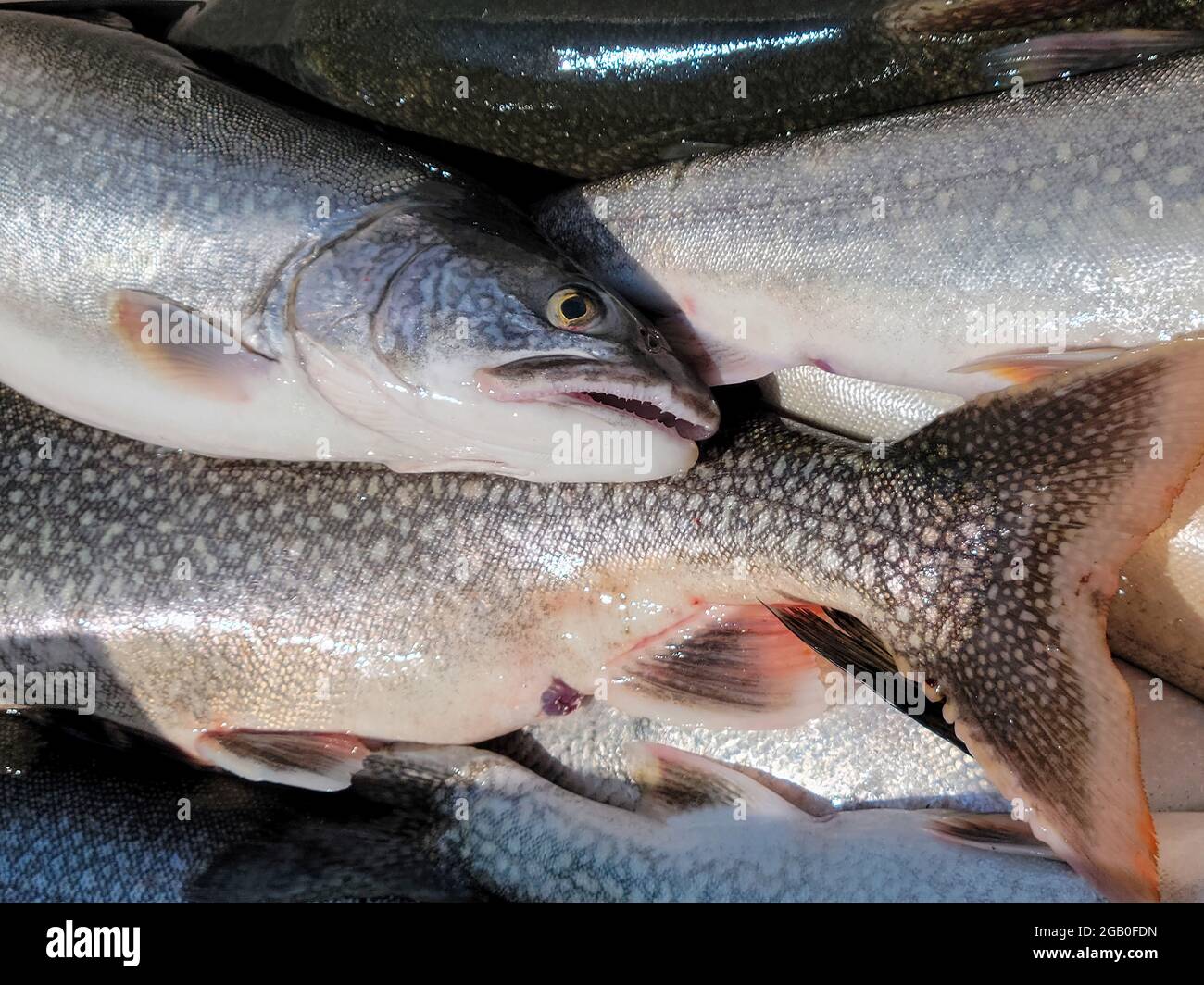 collection of fresh salmon catch in cooler box Stock Photo - Alamy